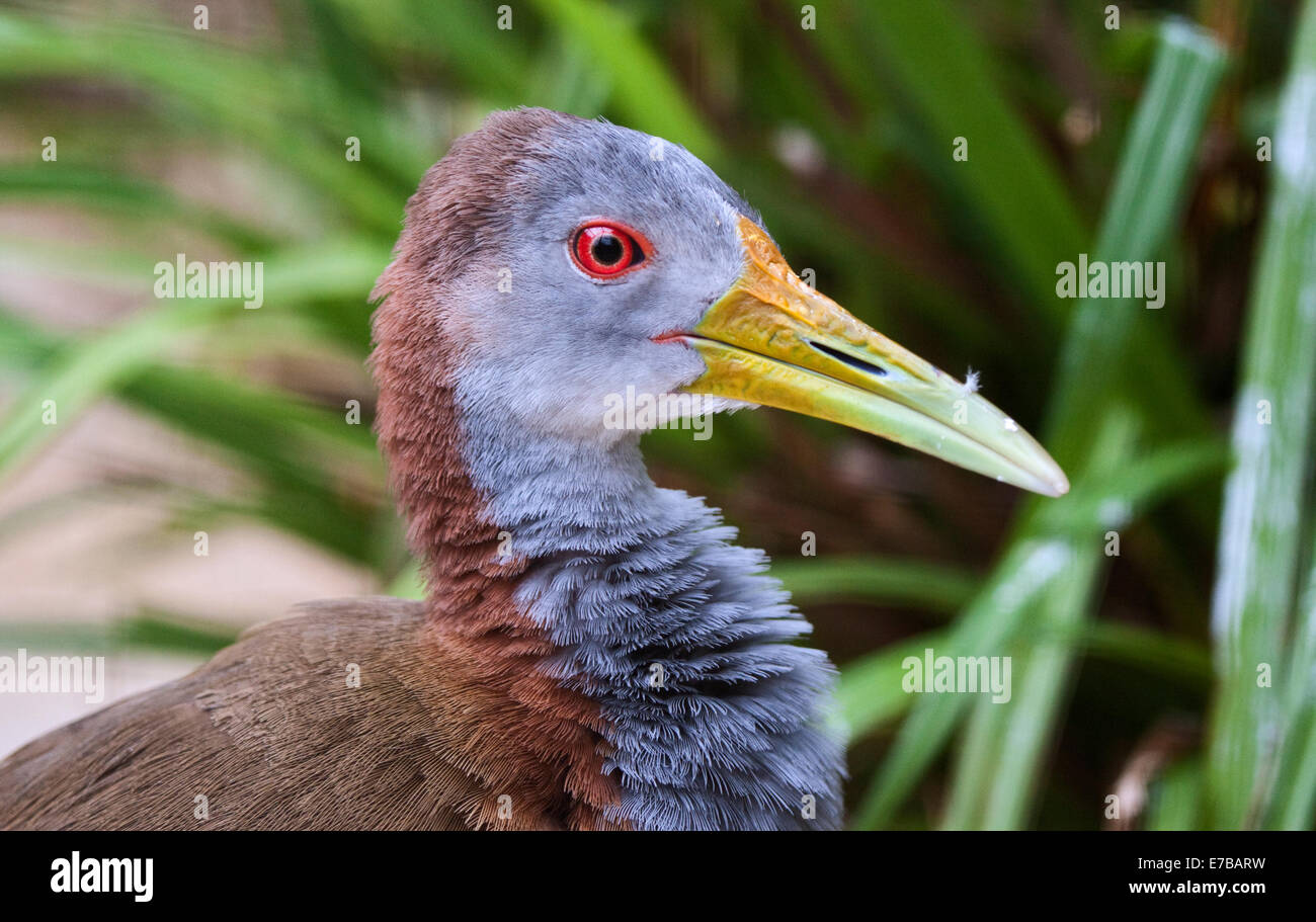 Giant Wood Rail (aramides ypecaha Stock Photo - Alamy