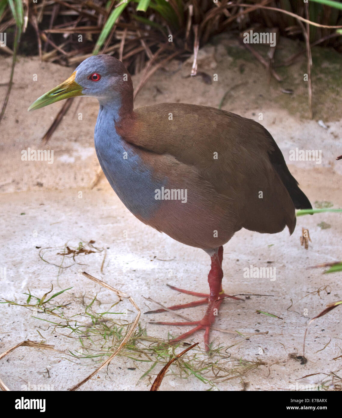Giant Wood Rail (aramides ypecaha Stock Photo - Alamy