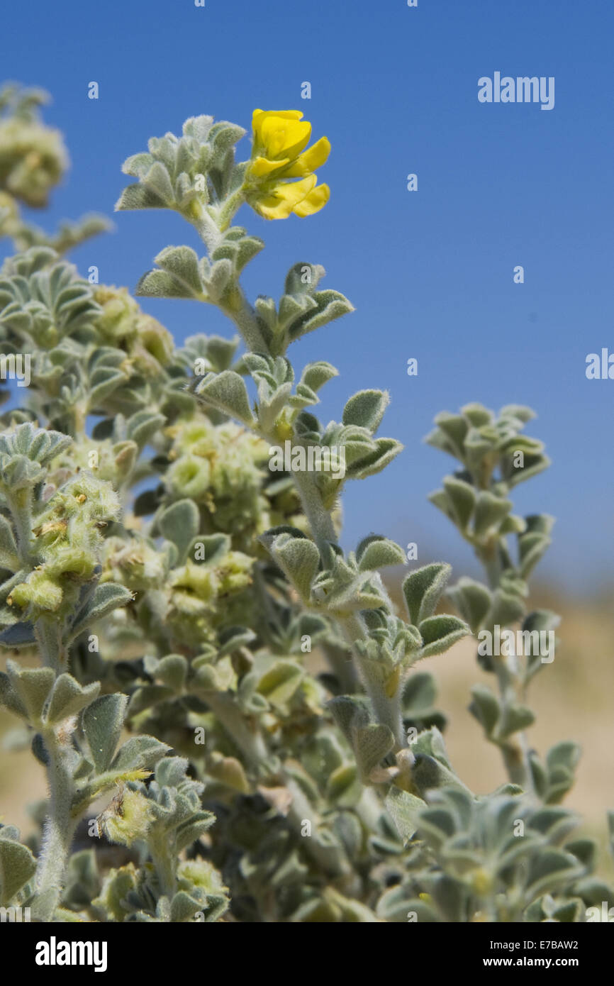sea medick, medicago marina Stock Photo - Alamy