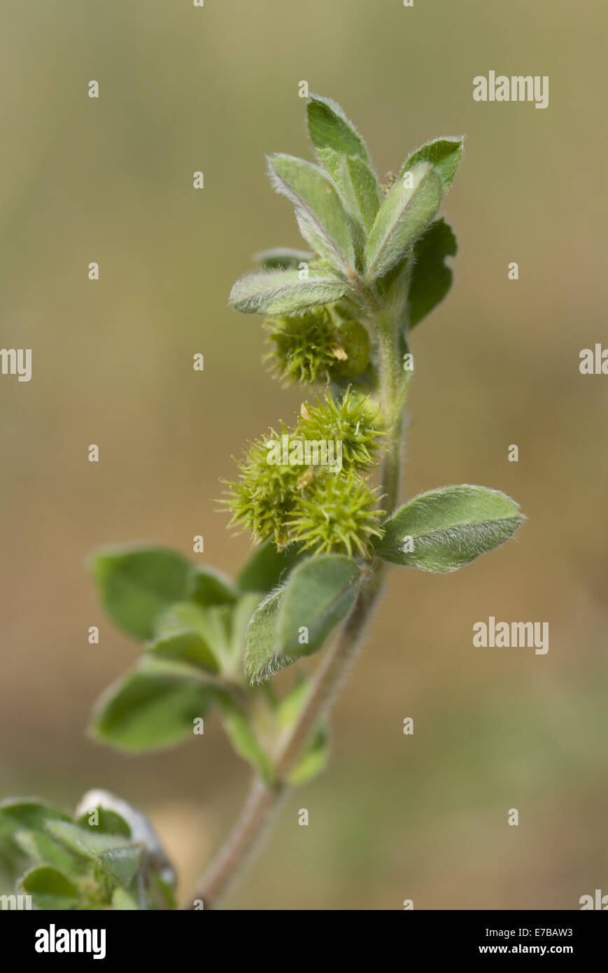 little bur medick, medicago minima Stock Photo - Alamy