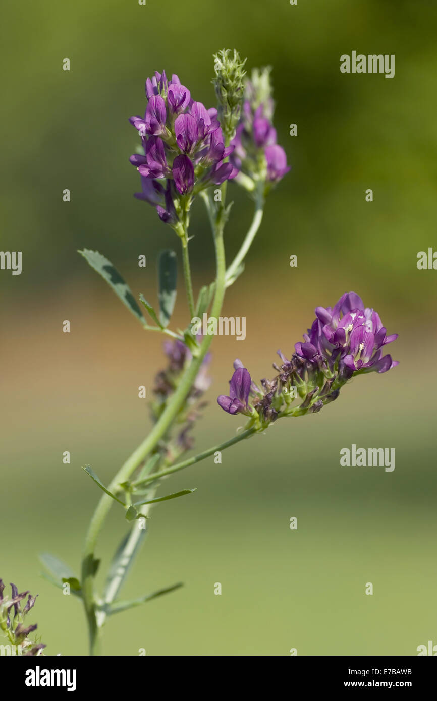 Alfalfa hi-res stock photography and images - Alamy