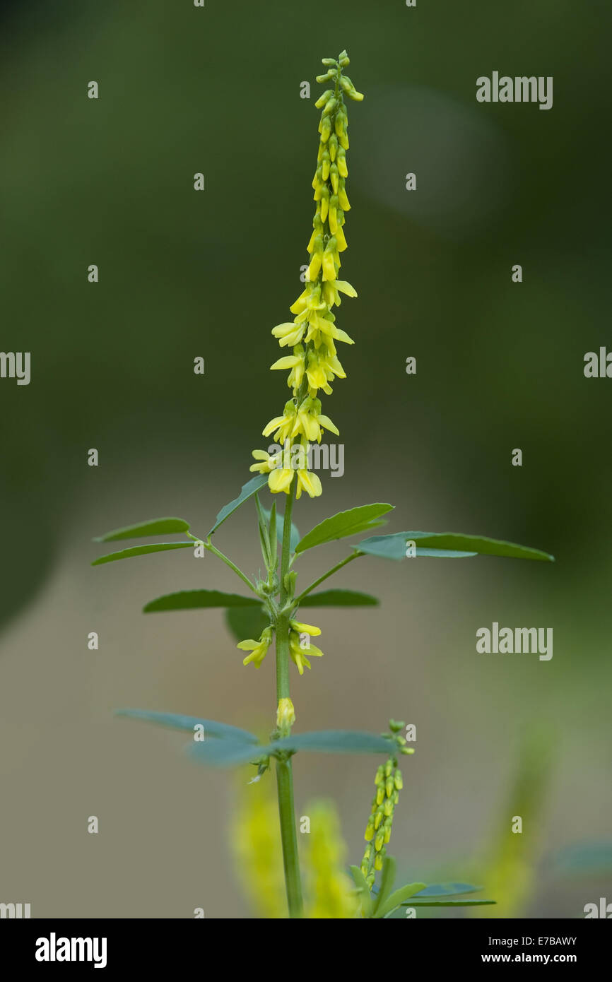 yellow sweet clover, melilotus officinalis Stock Photo - Alamy