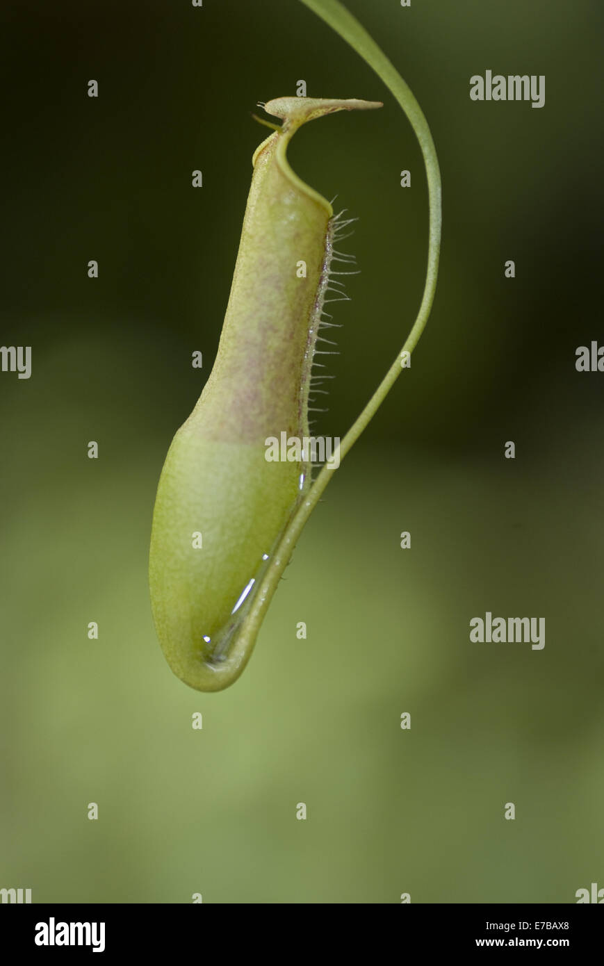 slender pitcher-plant, nepenthes gracilis Stock Photo - Alamy