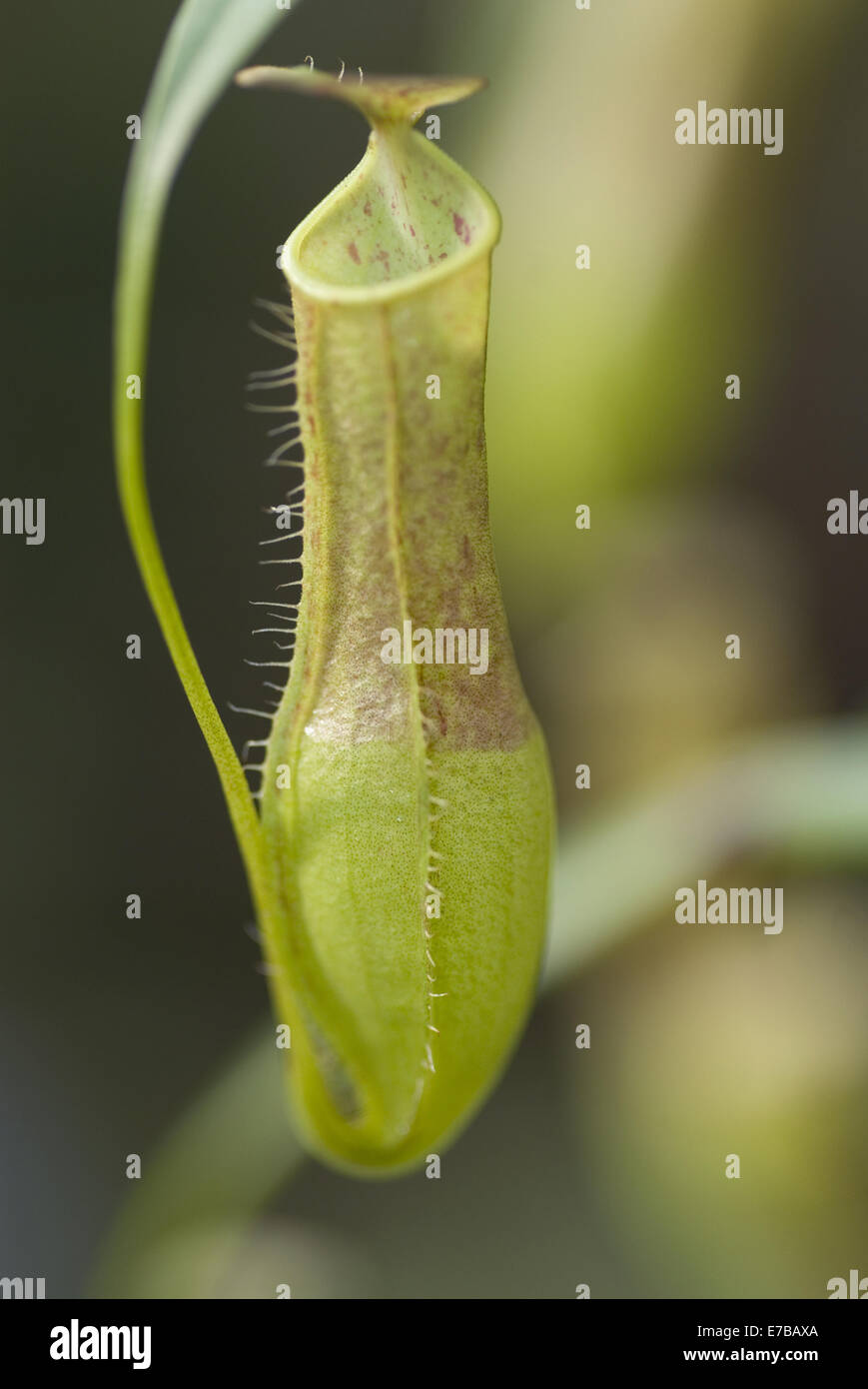 slender pitcher-plant, nepenthes gracilis Stock Photo - Alamy