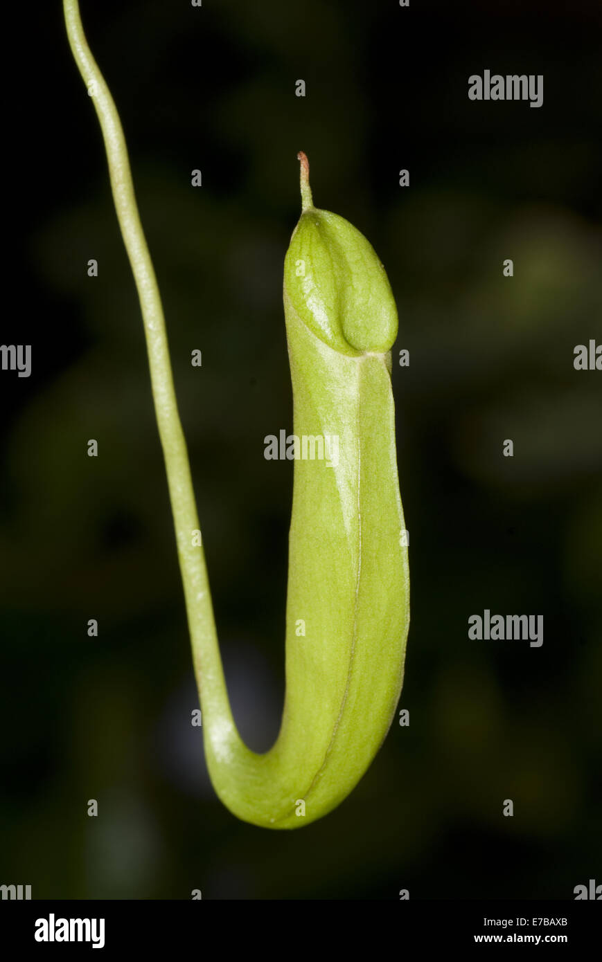 common swamp pitcher plant, nepenthes mirabilis Stock Photo - Alamy