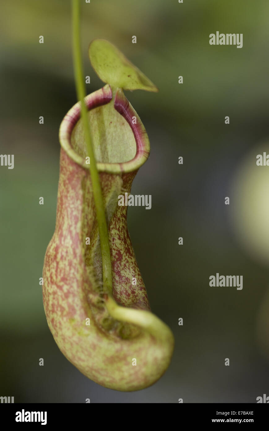 hooker's pitcher plant, nepenthes x hookeriana Stock Photo - Alamy