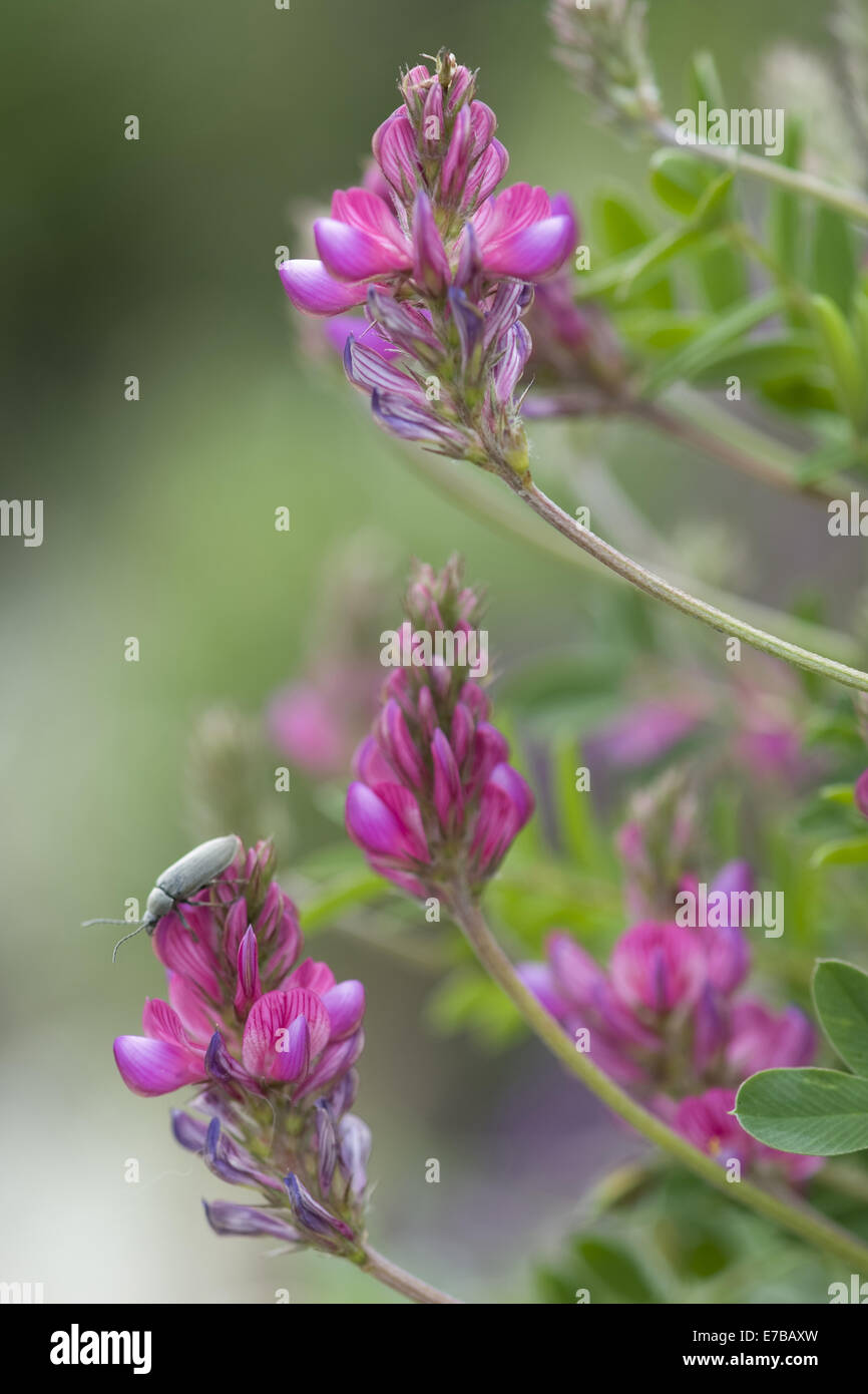Sainfoin hi-res stock photography and images - Alamy