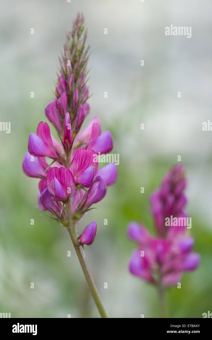Sainfoin hi-res stock photography and images - Alamy