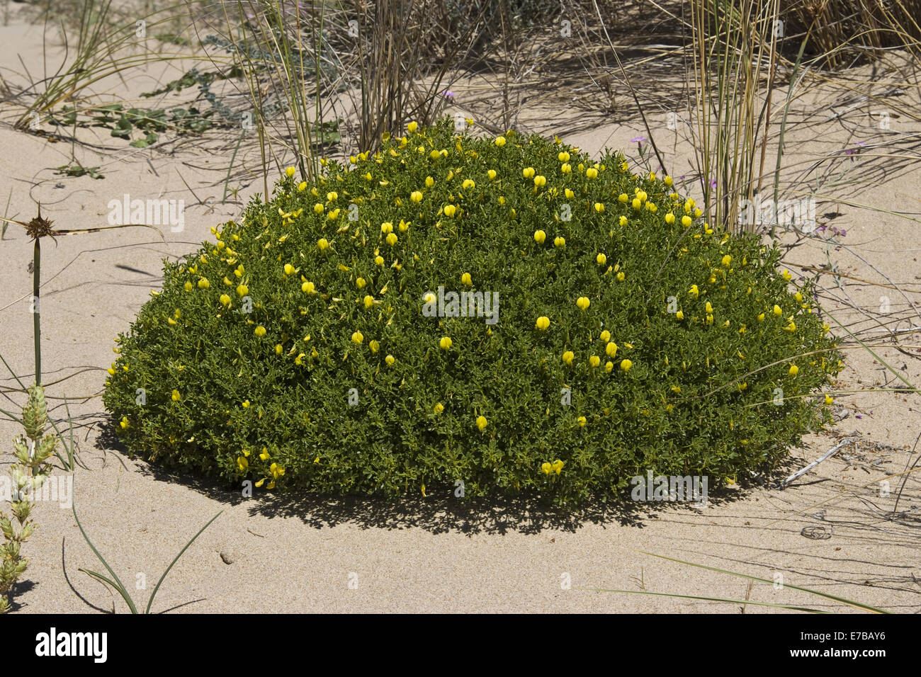 yellow restharrow, ononis natrix Stock Photo - Alamy