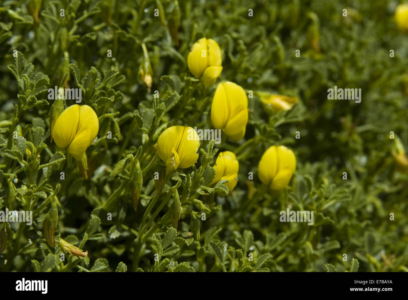 yellow restharrow, ononis natrix Stock Photo - Alamy