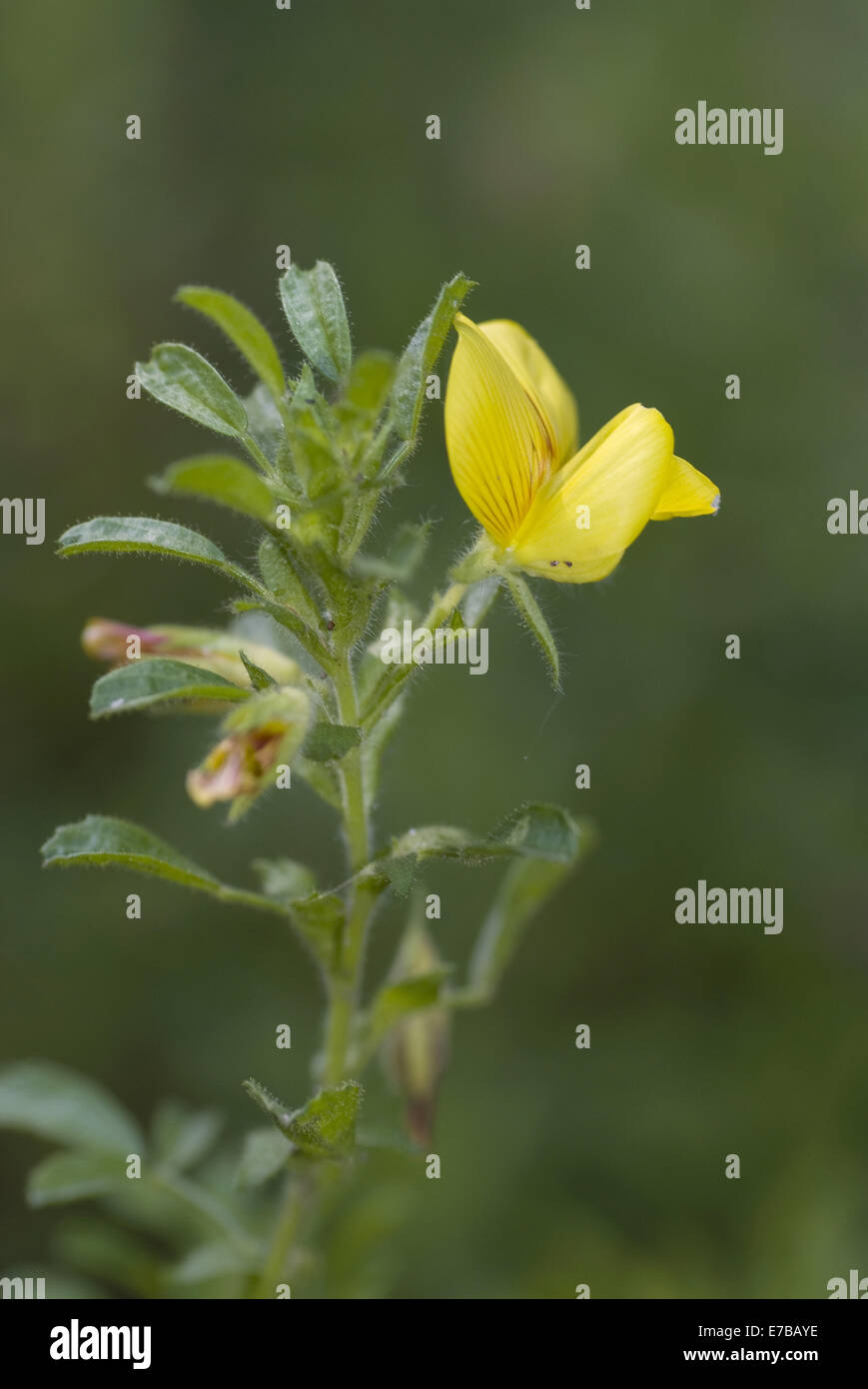yellow restharrow, ononis natrix Stock Photo - Alamy