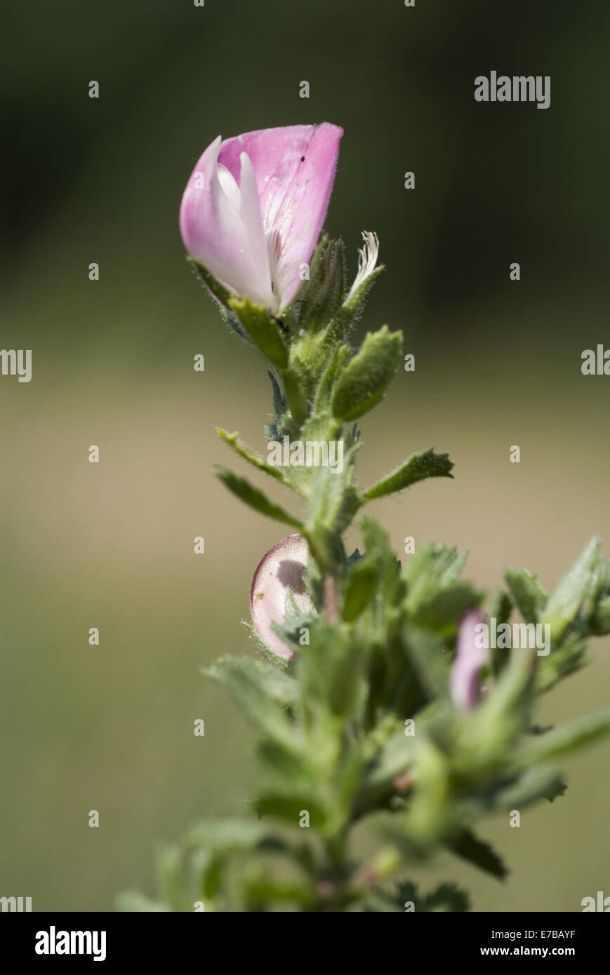 common restharrow, ononis repens Stock Photo - Alamy