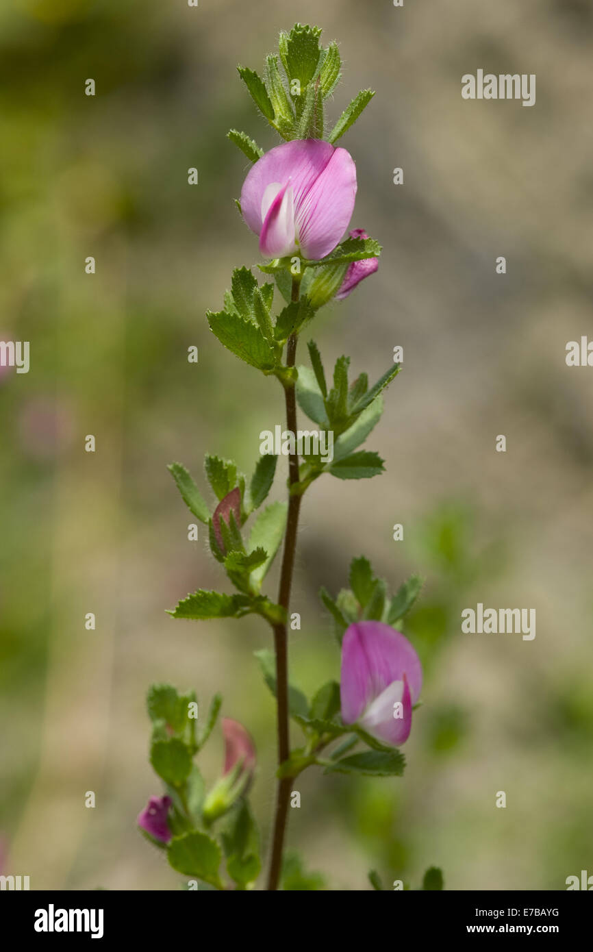 common restharrow, ononis repens Stock Photo - Alamy