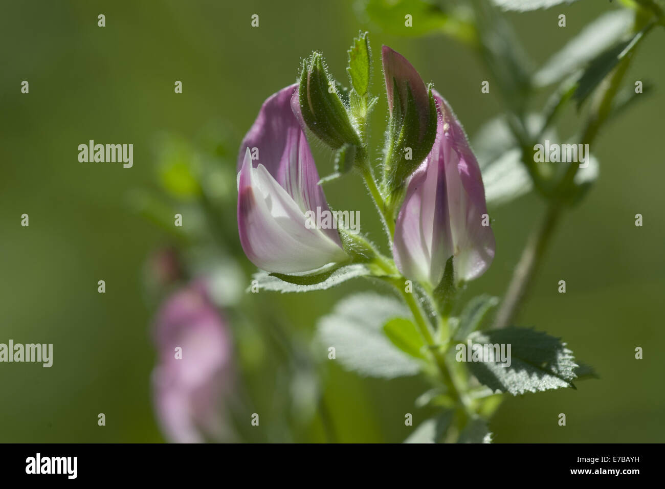 Common harrows hi-res stock photography and images - Alamy