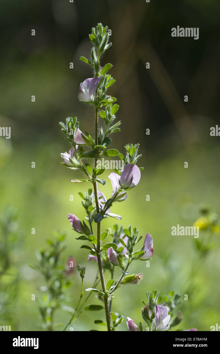 common restharrow, ononis repens Stock Photo - Alamy