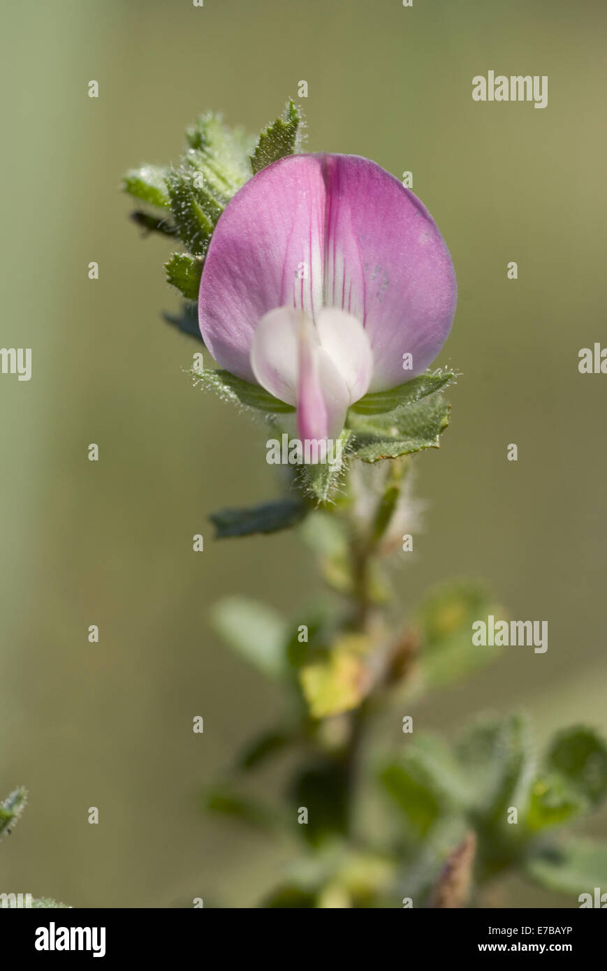 Rest Harrows High Resolution Stock Photography and Images - Alamy