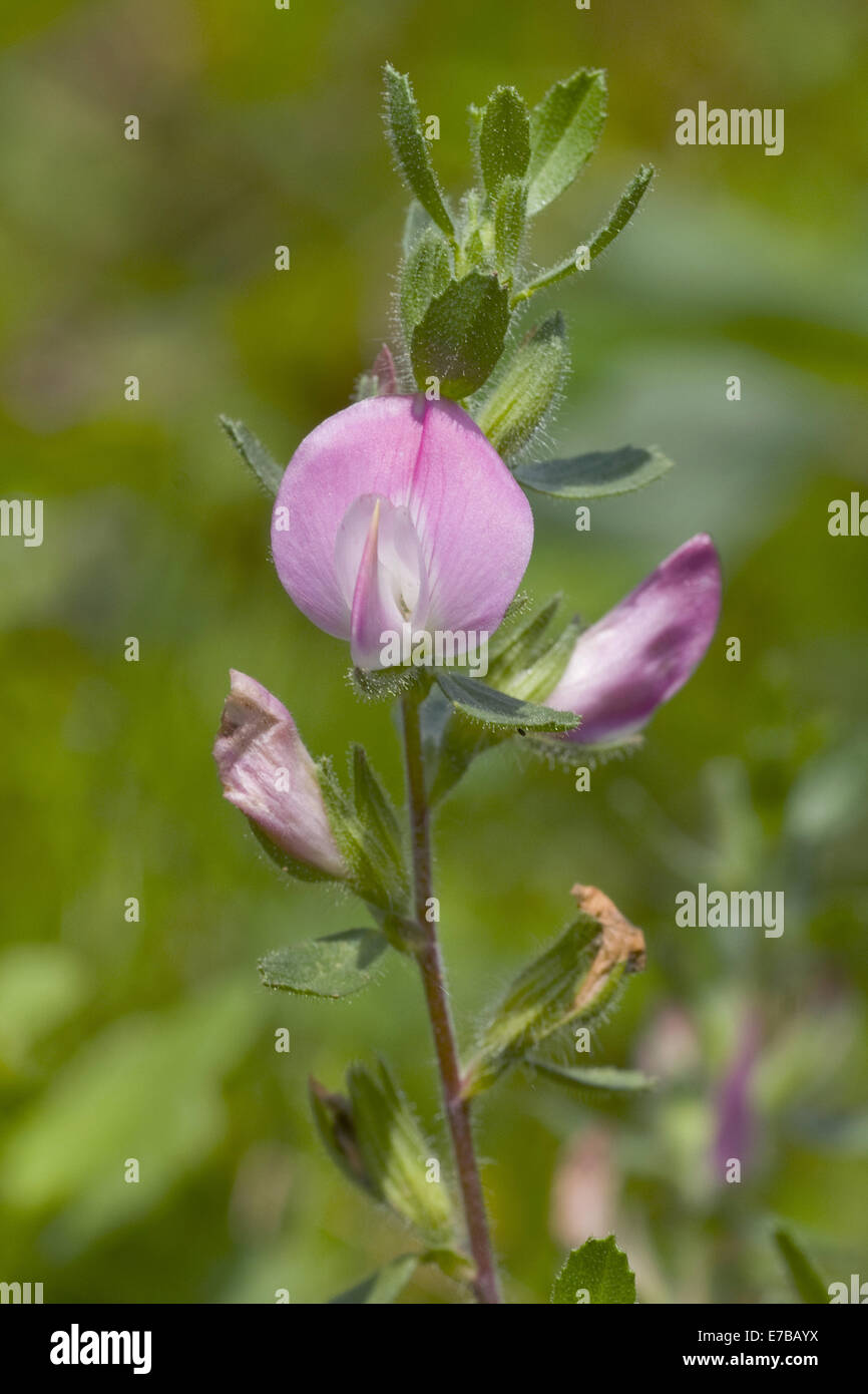 spiny restharrow, ononis spinosa Stock Photo - Alamy