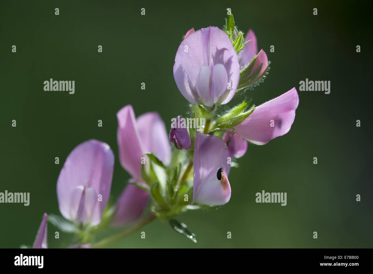 spiny restharrow, ononis spinosa Stock Photo - Alamy