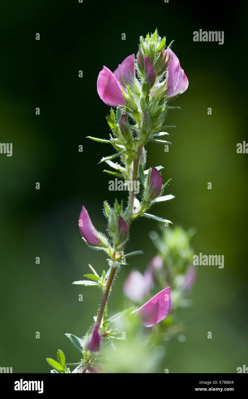 Spiny Restharrow High Resolution Stock Photography and Images - Alamy