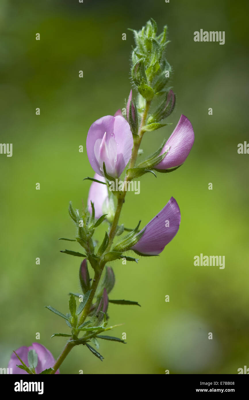 spiny restharrow, ononis spinosa Stock Photo - Alamy