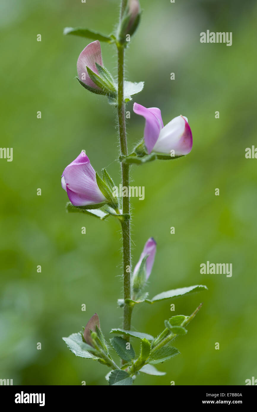 Rest harrows hi-res stock photography and images - Alamy
