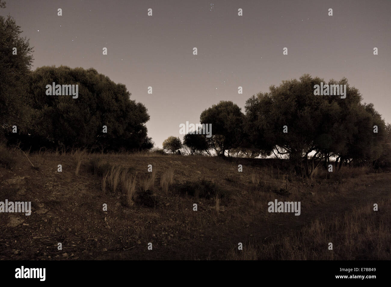 Dark trees and trees yellow field hi-res stock photography and images ...