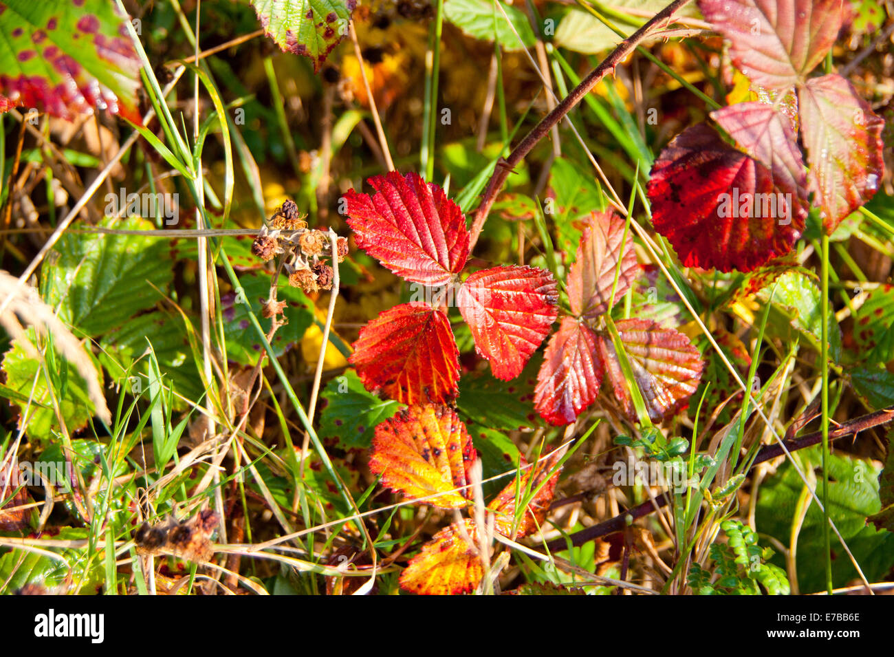 Blackberry brunch with red leaves in the autumn season Stock Photo - Alamy