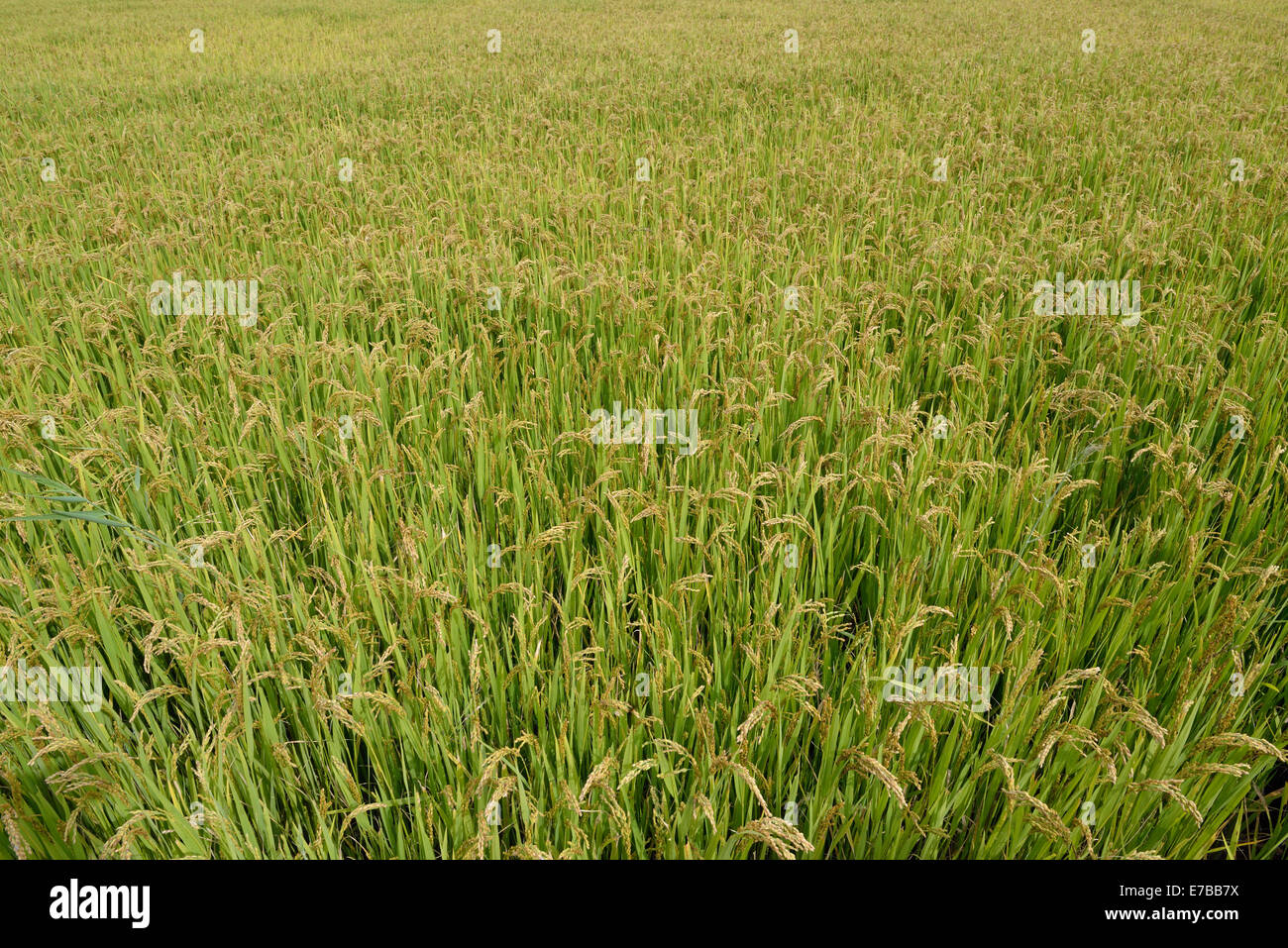 Rice paddies china hi-res stock photography and images - Alamy