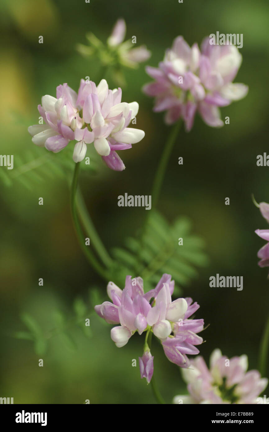 Crown vetch hi-res stock photography and images - Alamy