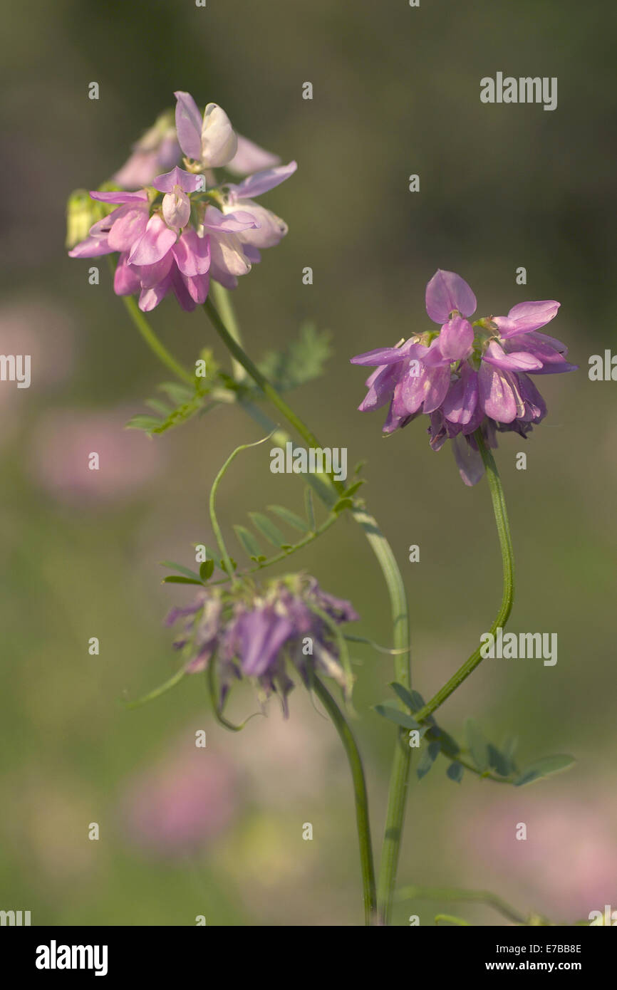 Crown Vetch High Resolution Stock Photography and Images - Alamy