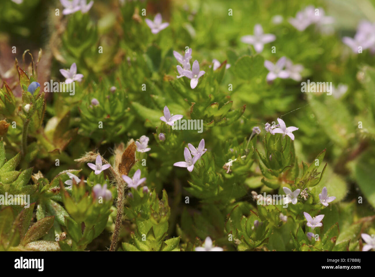 blue field-madder, sherardia arvensis Stock Photo - Alamy