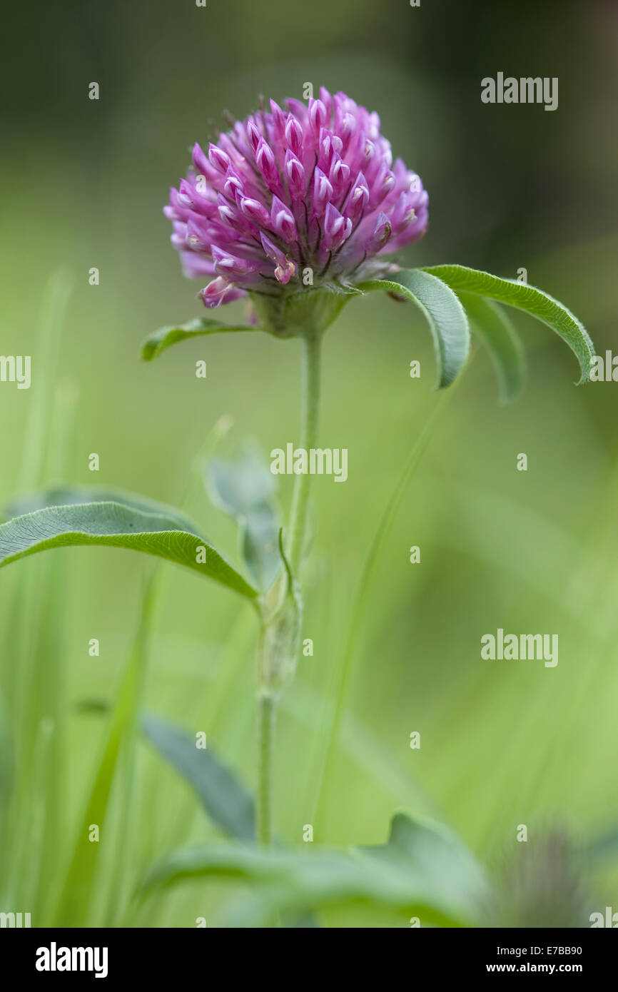 Trefoil clover hi-res stock photography and images - Alamy