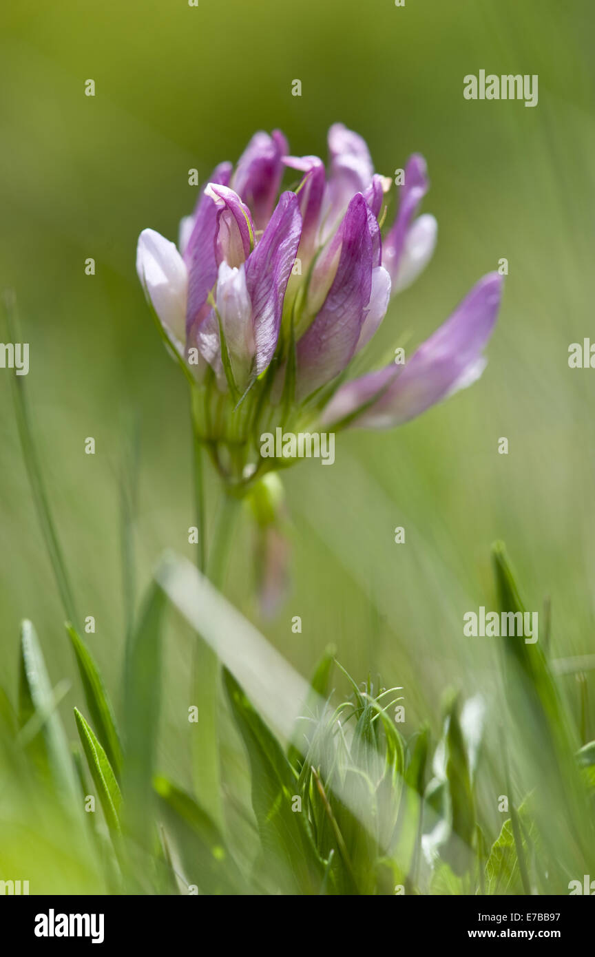 Alpine clover hi-res stock photography and images - Alamy