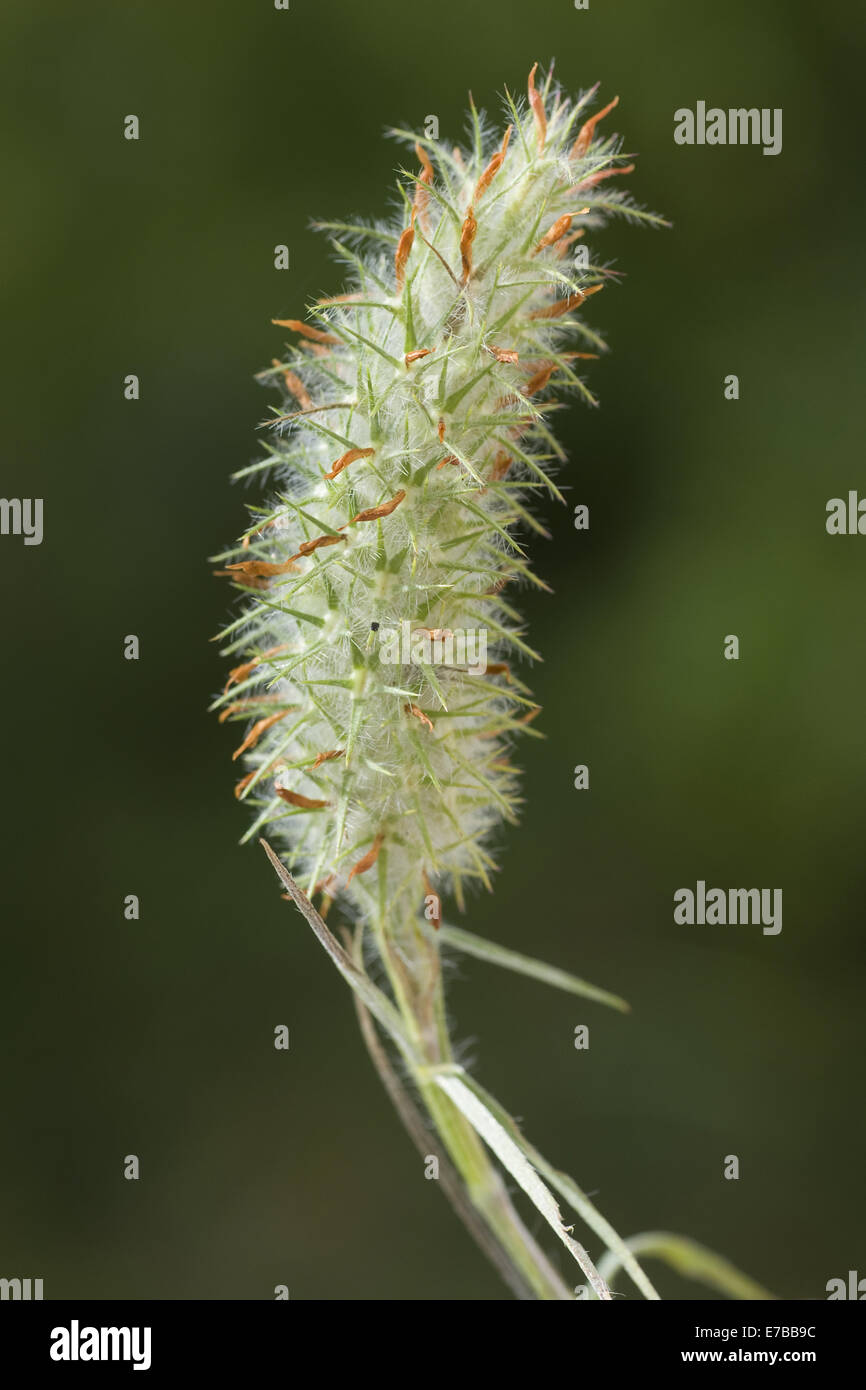 narrow clover, trifolium angustifolium Stock Photo - Alamy