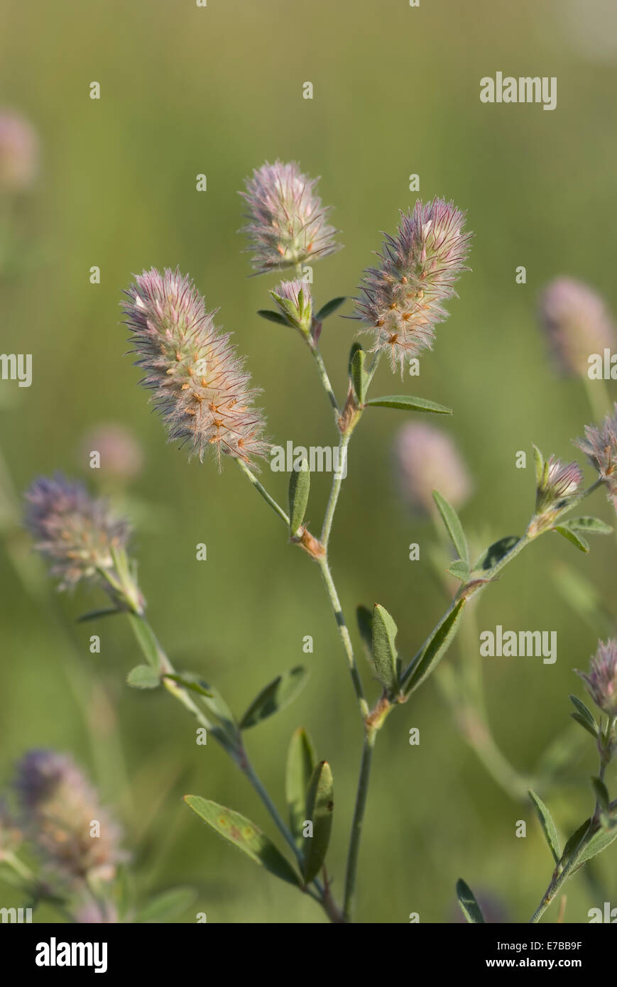 haresfoot clover, trifolium arvense Stock Photo - Alamy