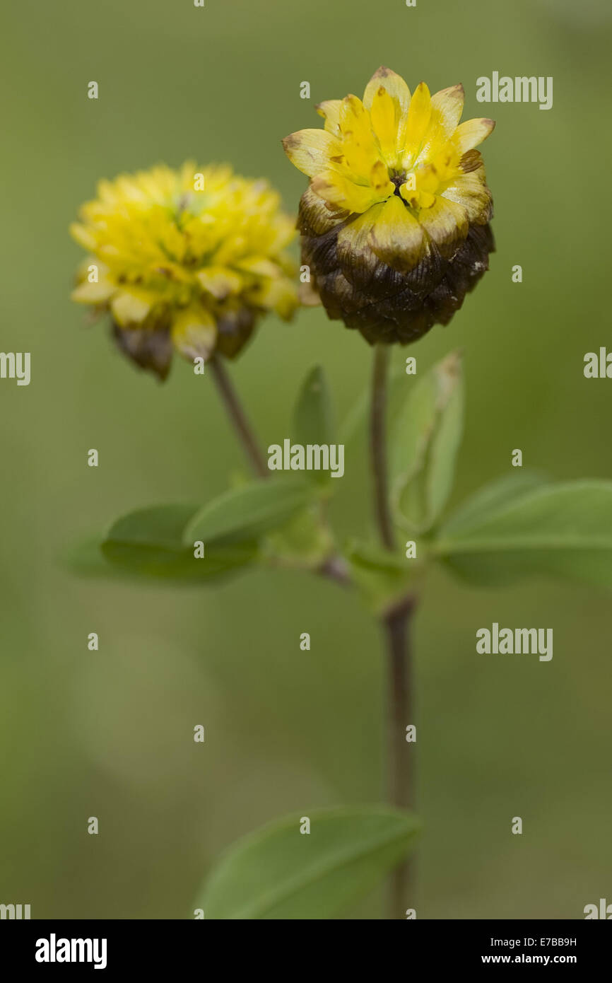 brown clover, trifolium badium Stock Photo - Alamy