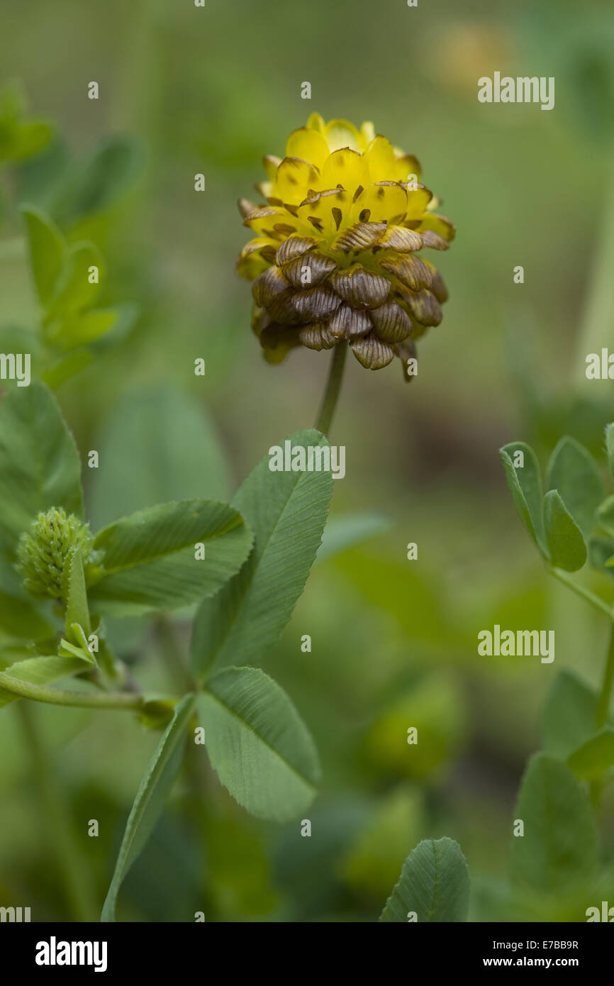 brown clover, trifolium badium Stock Photo - Alamy