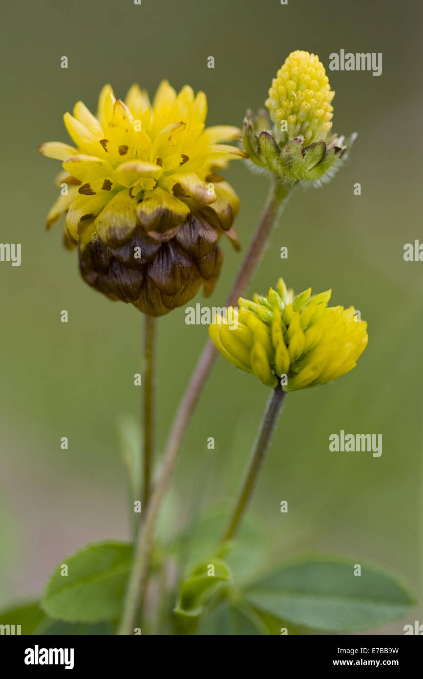 brown clover, trifolium badium Stock Photo - Alamy