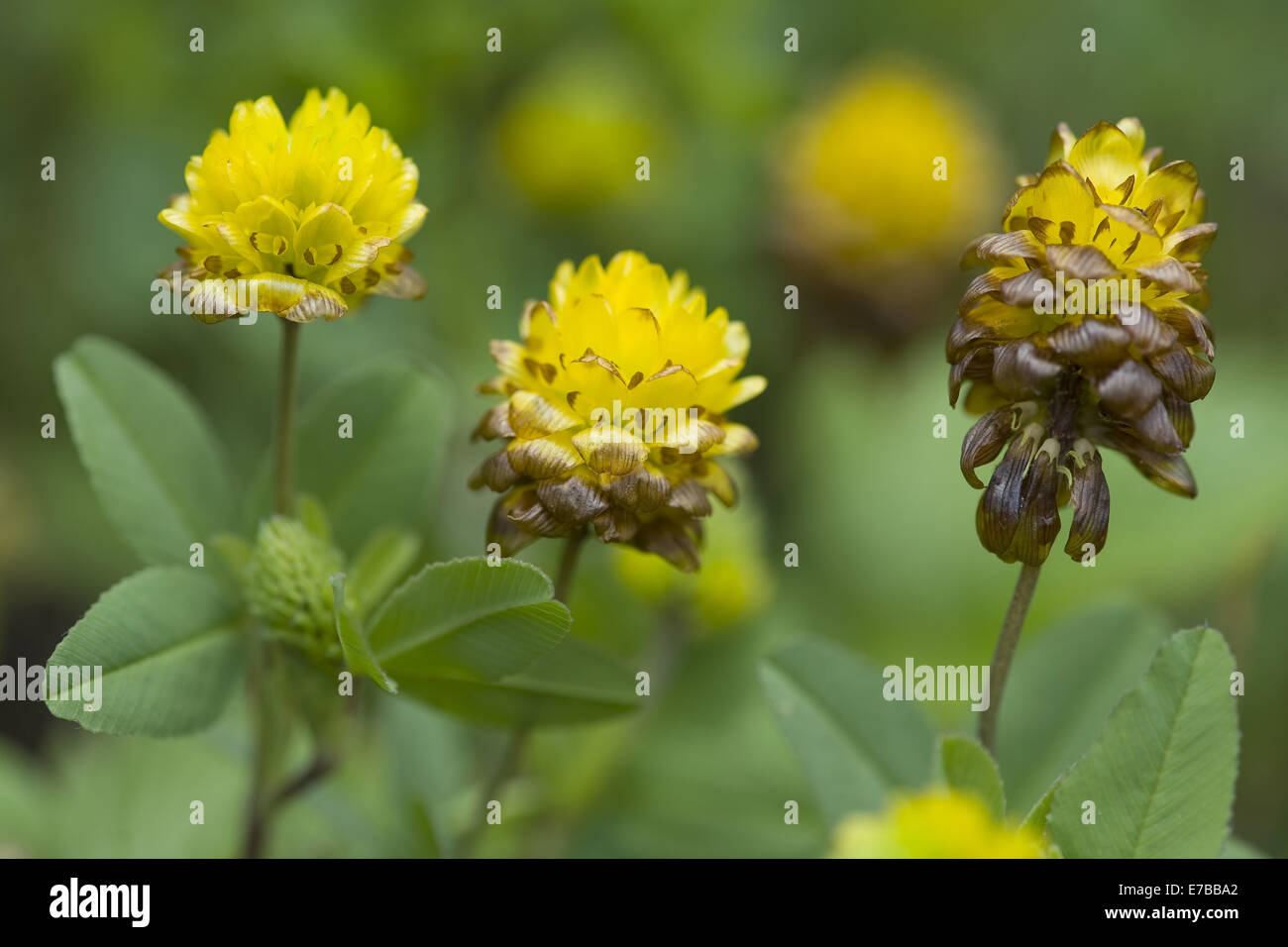 brown clover, trifolium badium Stock Photo - Alamy