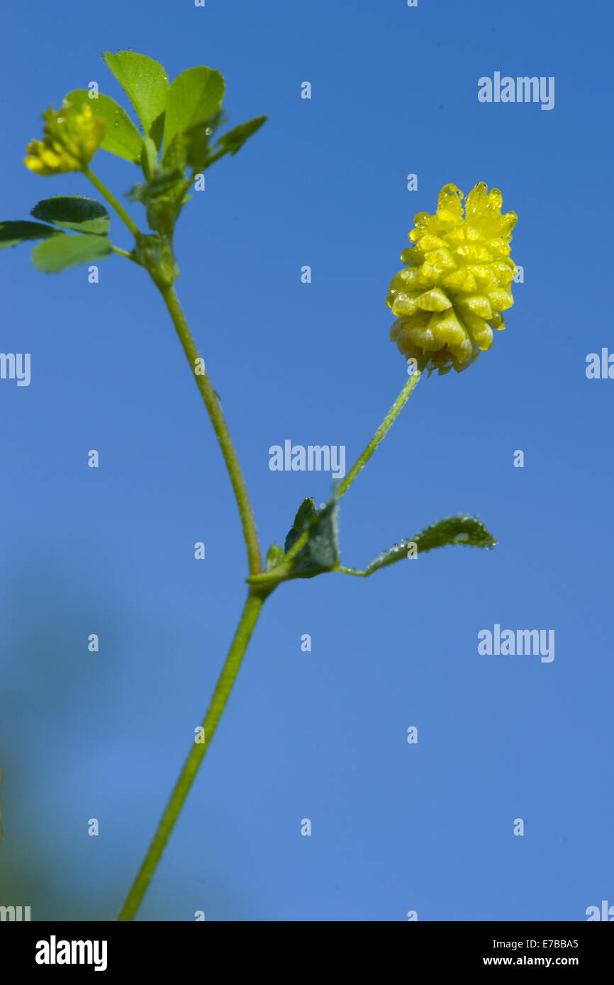 hop trefoil, trifolium campestre Stock Photo - Alamy