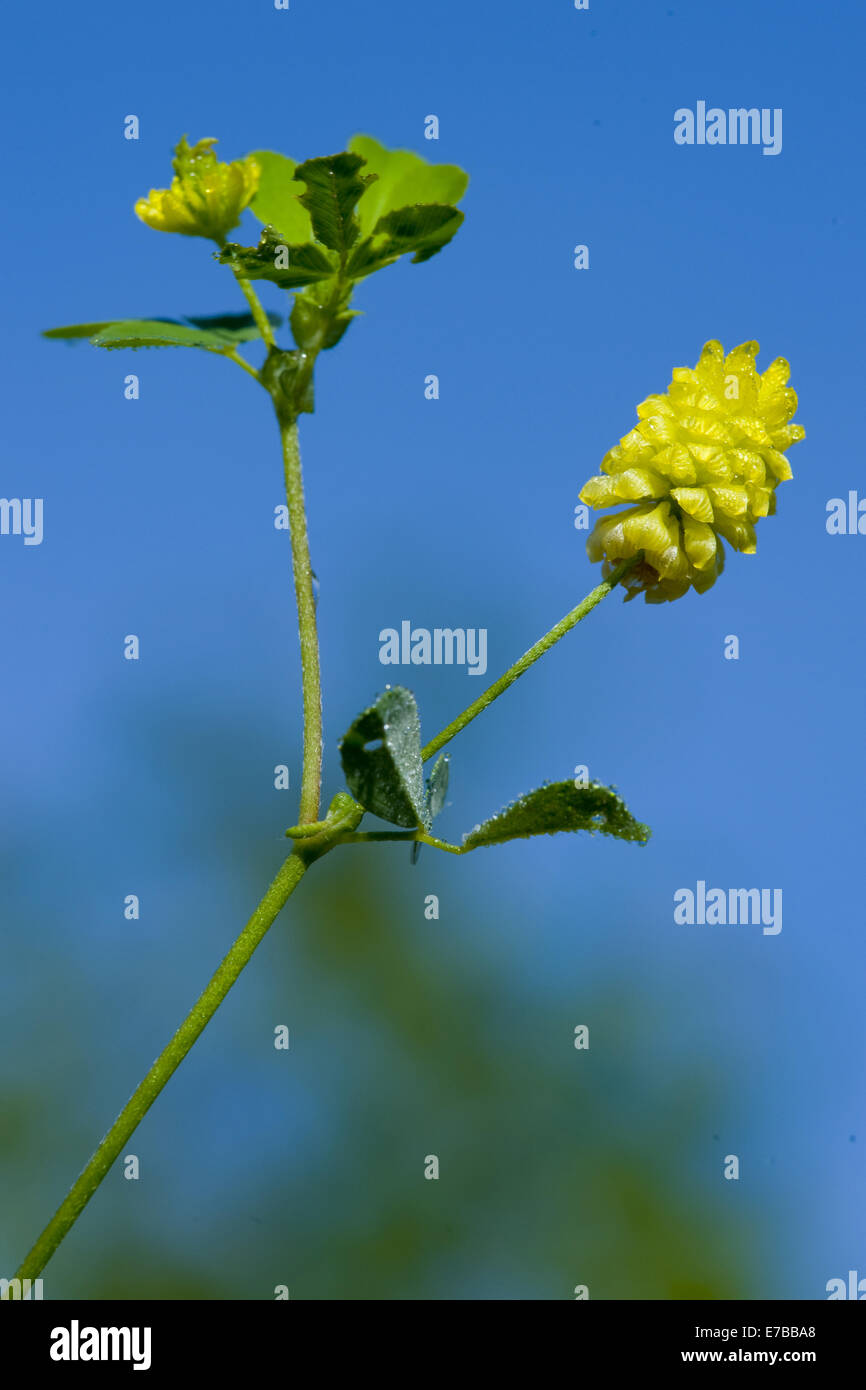 hop trefoil, trifolium campestre Stock Photo - Alamy