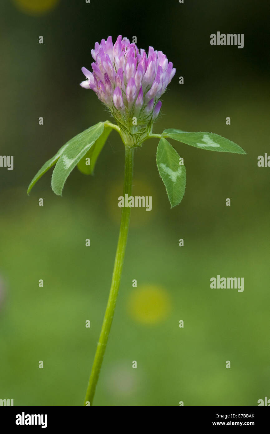zigzag clover, trifolium medium Stock Photo - Alamy