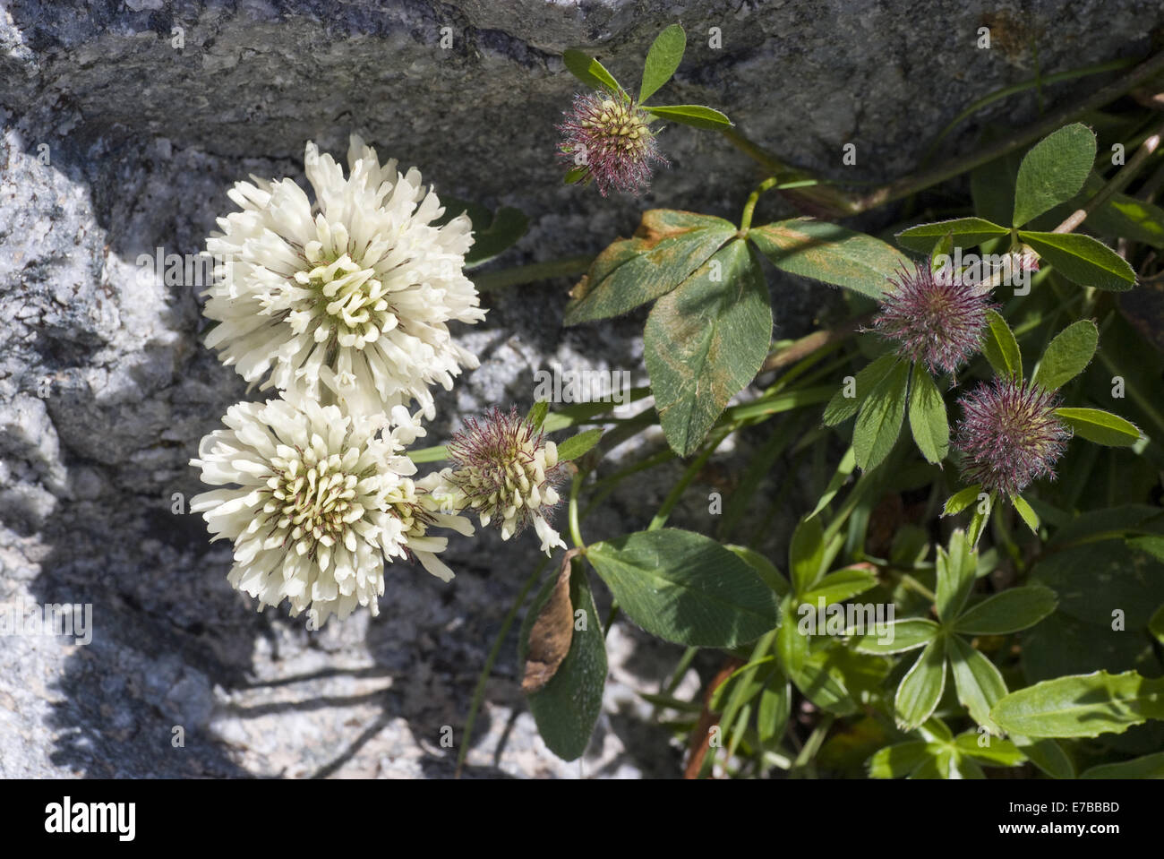 Trifolium pratense hi-res stock photography and images - Alamy