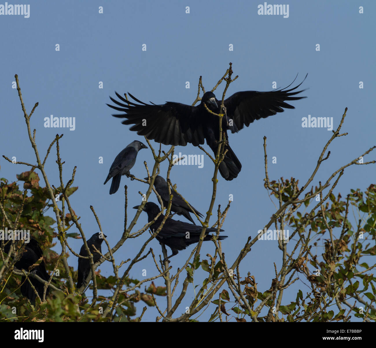 A Rook lighting on a Tree Stock Photo - Alamy