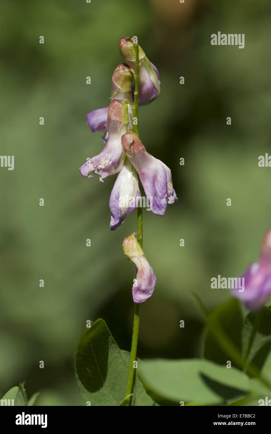 Vitches hi-res stock photography and images - Alamy