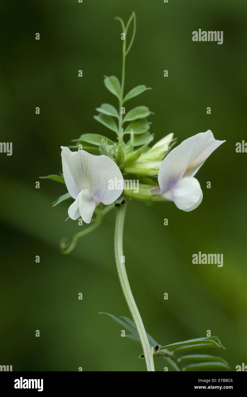 large yellow vetch, vicia grandiflora Stock Photo - Alamy