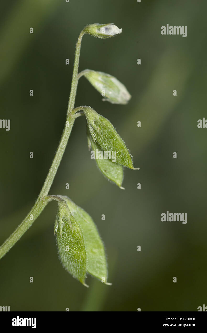 hairy tare, vicia hirsuta Stock Photo - Alamy