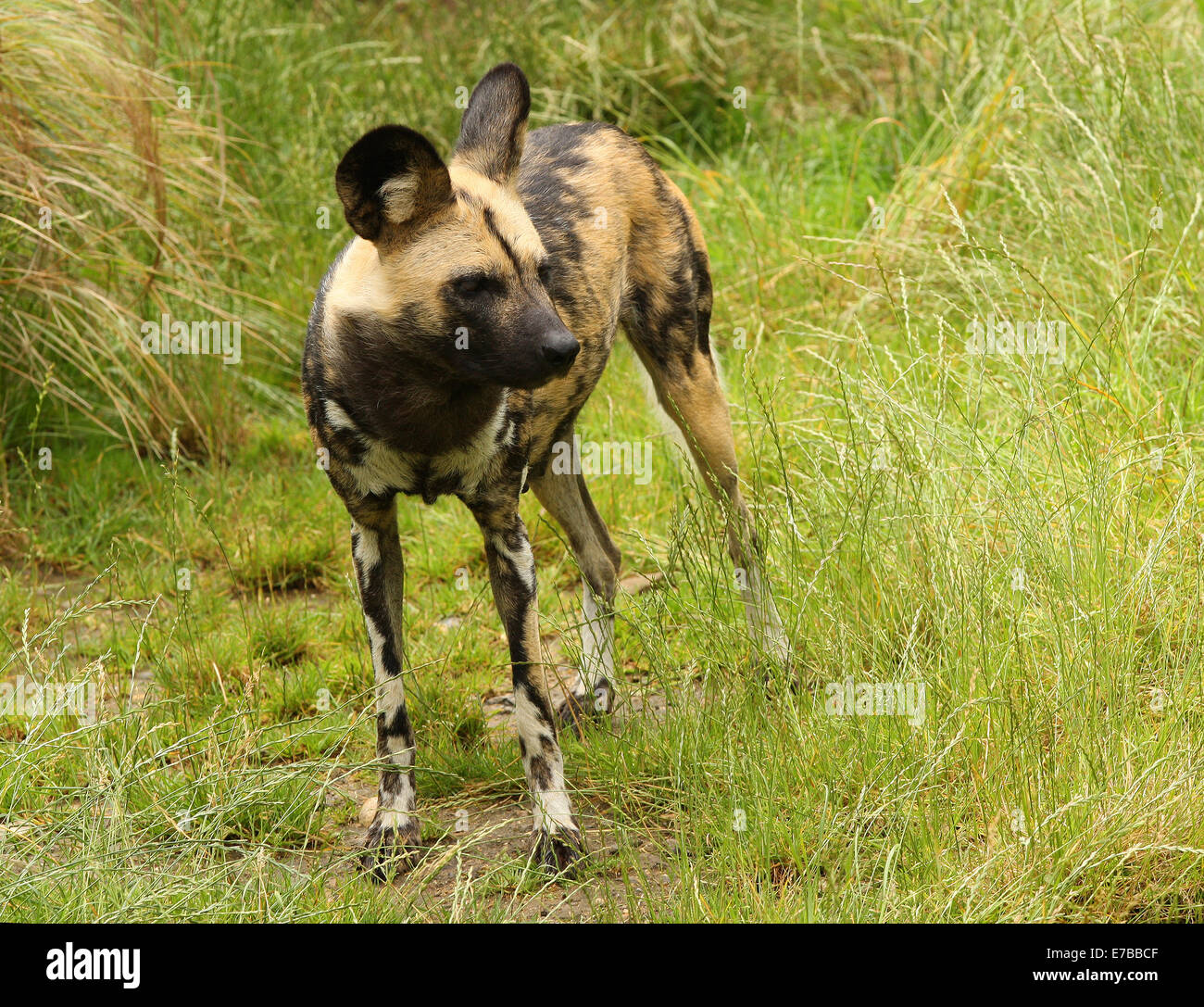 Close up of an African wild dog Stock Photo - Alamy