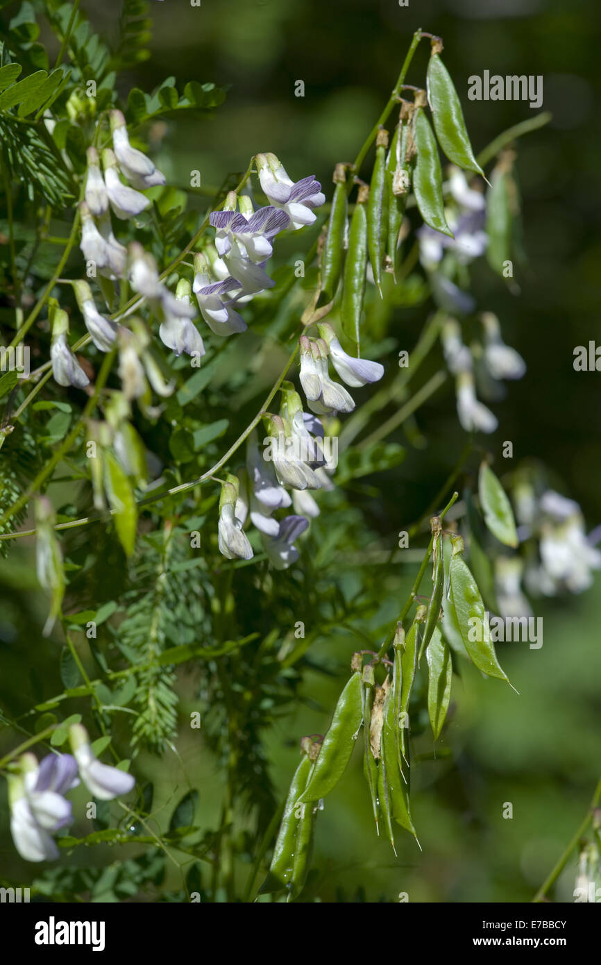 Wood vetches hi-res stock photography and images - Alamy