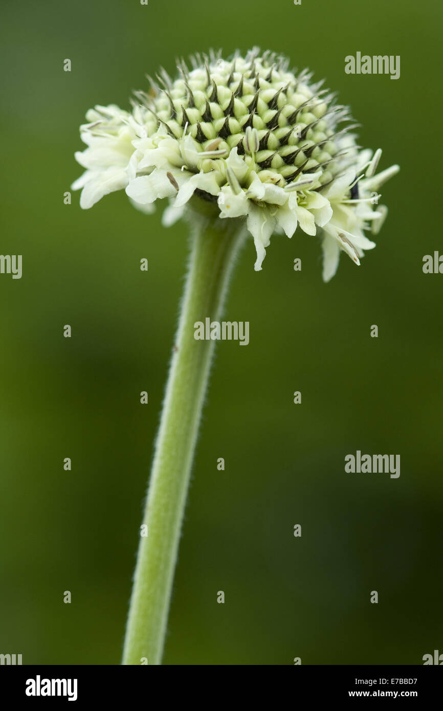 Cephalaria hi-res stock photography and images - Alamy